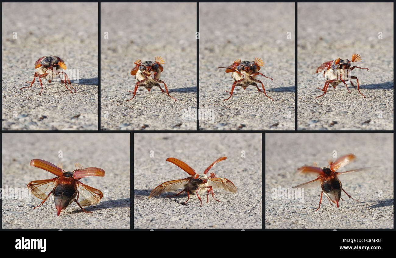 Picture story of a cockchafer in flying off Stock Photo - Alamy