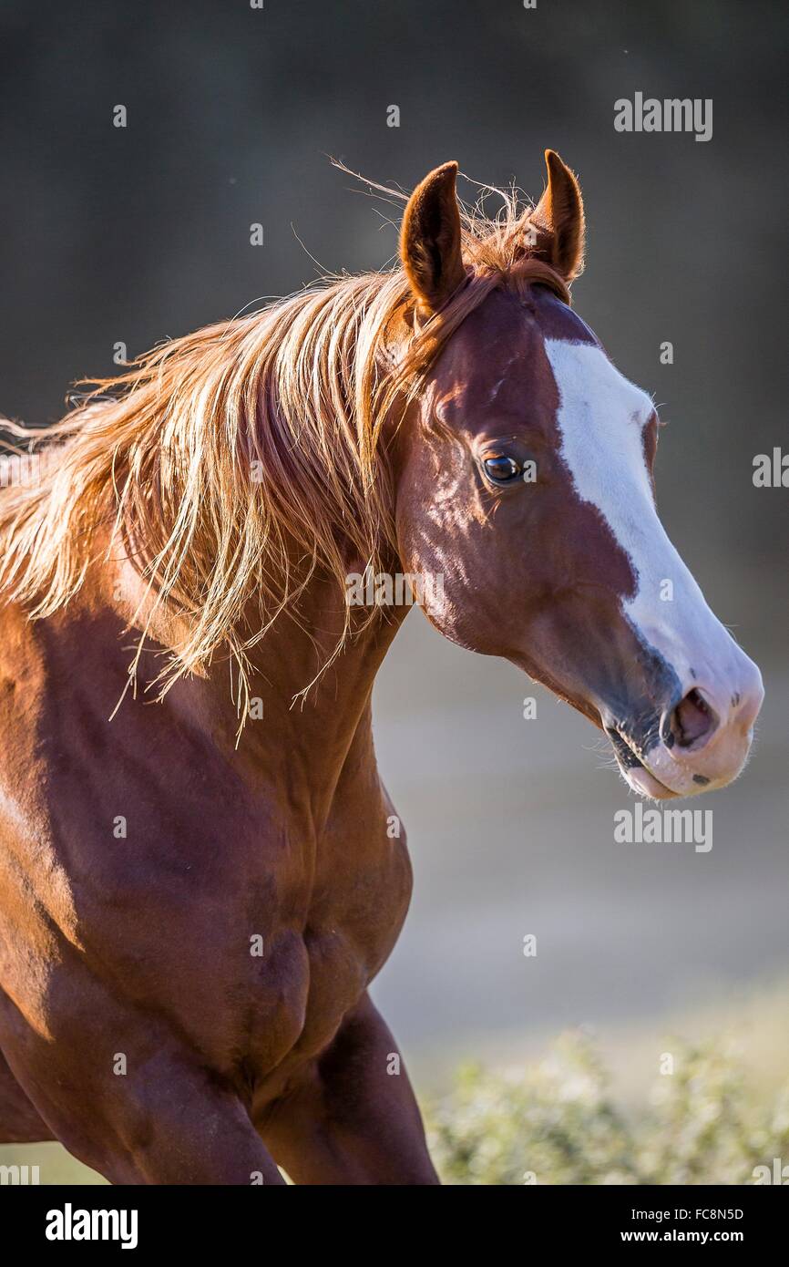 American Quarter Horse. Portrait of chestnut gelding. Italy Stock Photo ...