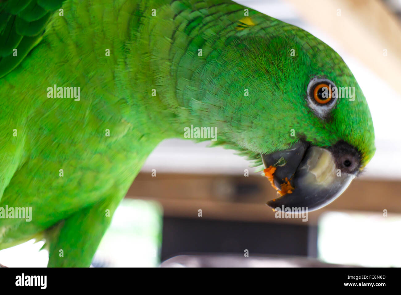 green parrot eating fruits, closeup photography Stock Photo - Alamy