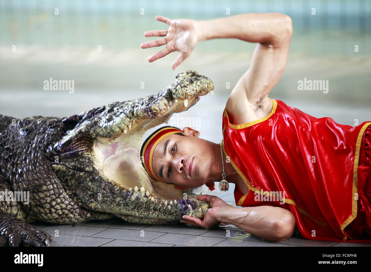 Asian salt water crocodile hi-res stock photography and images - Alamy