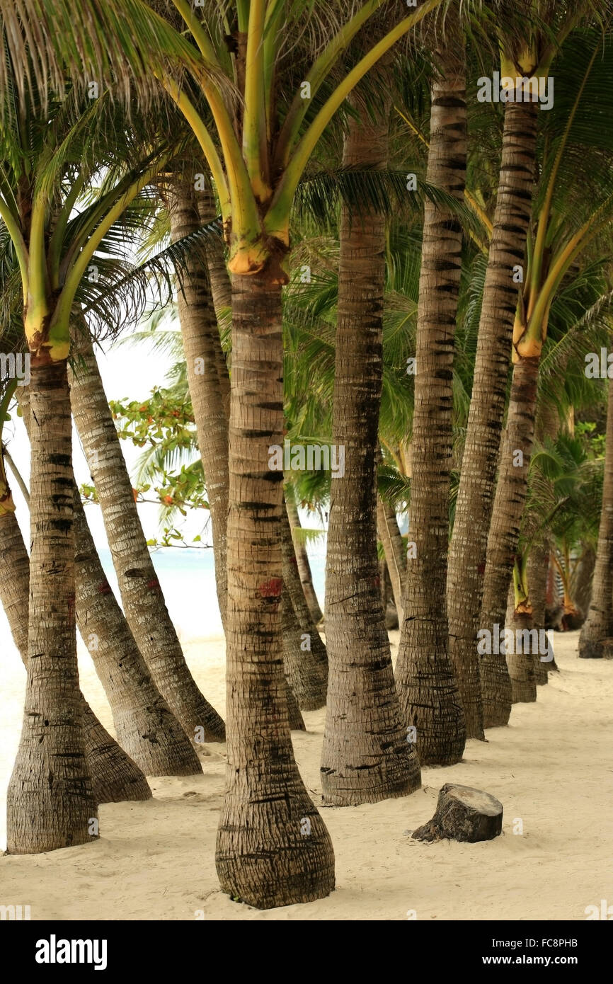Coconut palms vegetation hi-res stock photography and images - Alamy