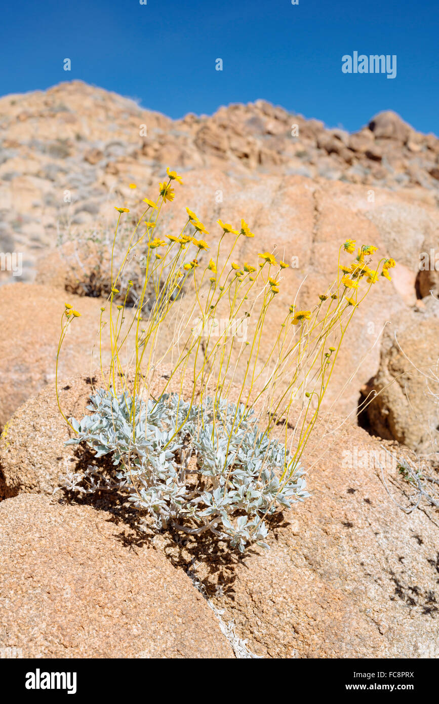 American desert tree hi-res stock photography and images - Alamy