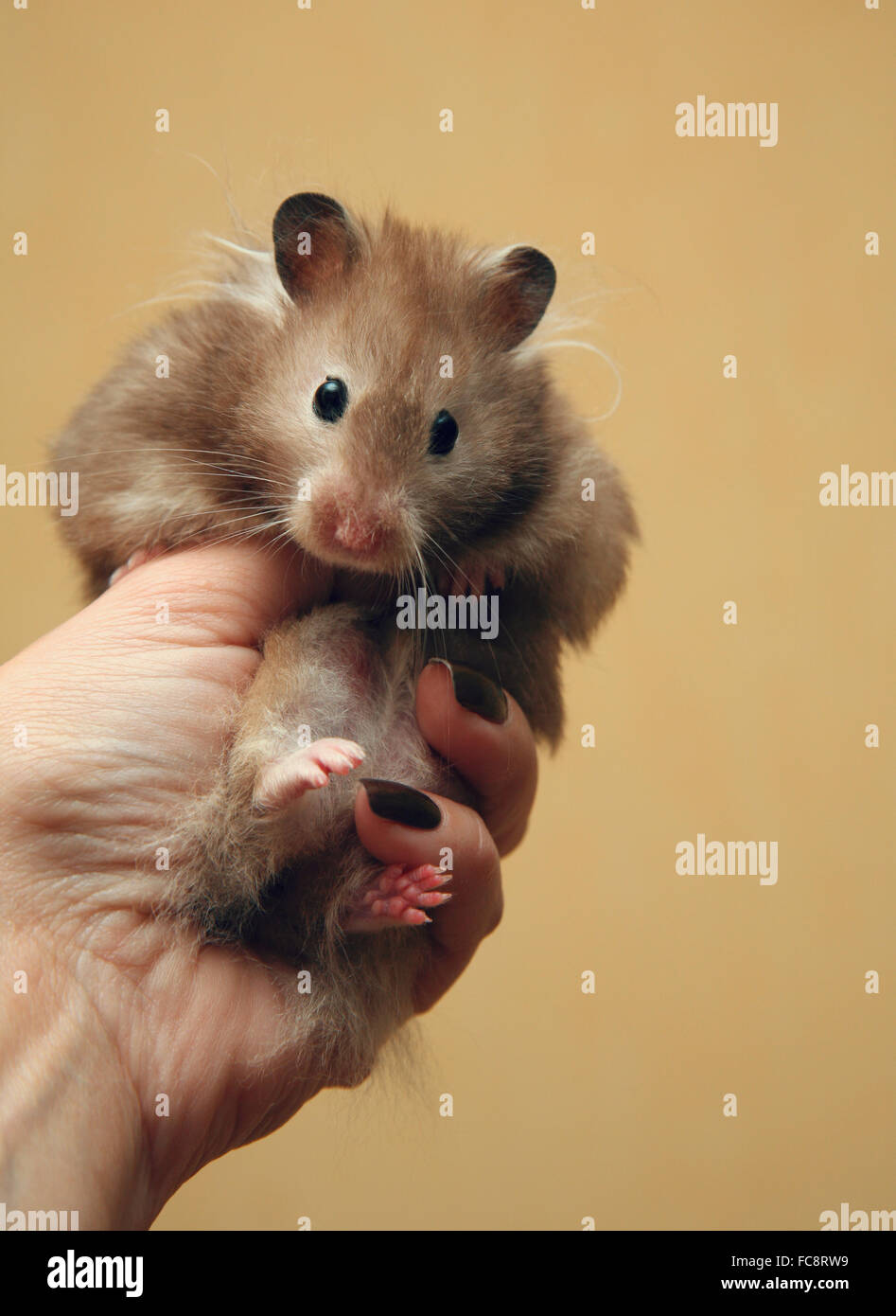 Hamster trap hi-res stock photography and images - Alamy