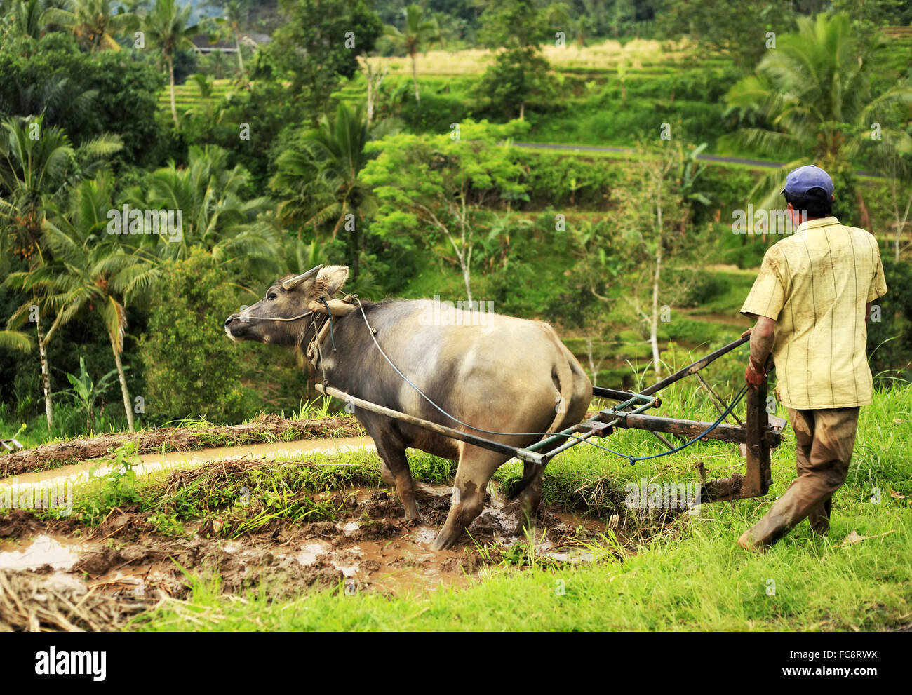 Asian rice farmers hi-res stock photography and images - Alamy