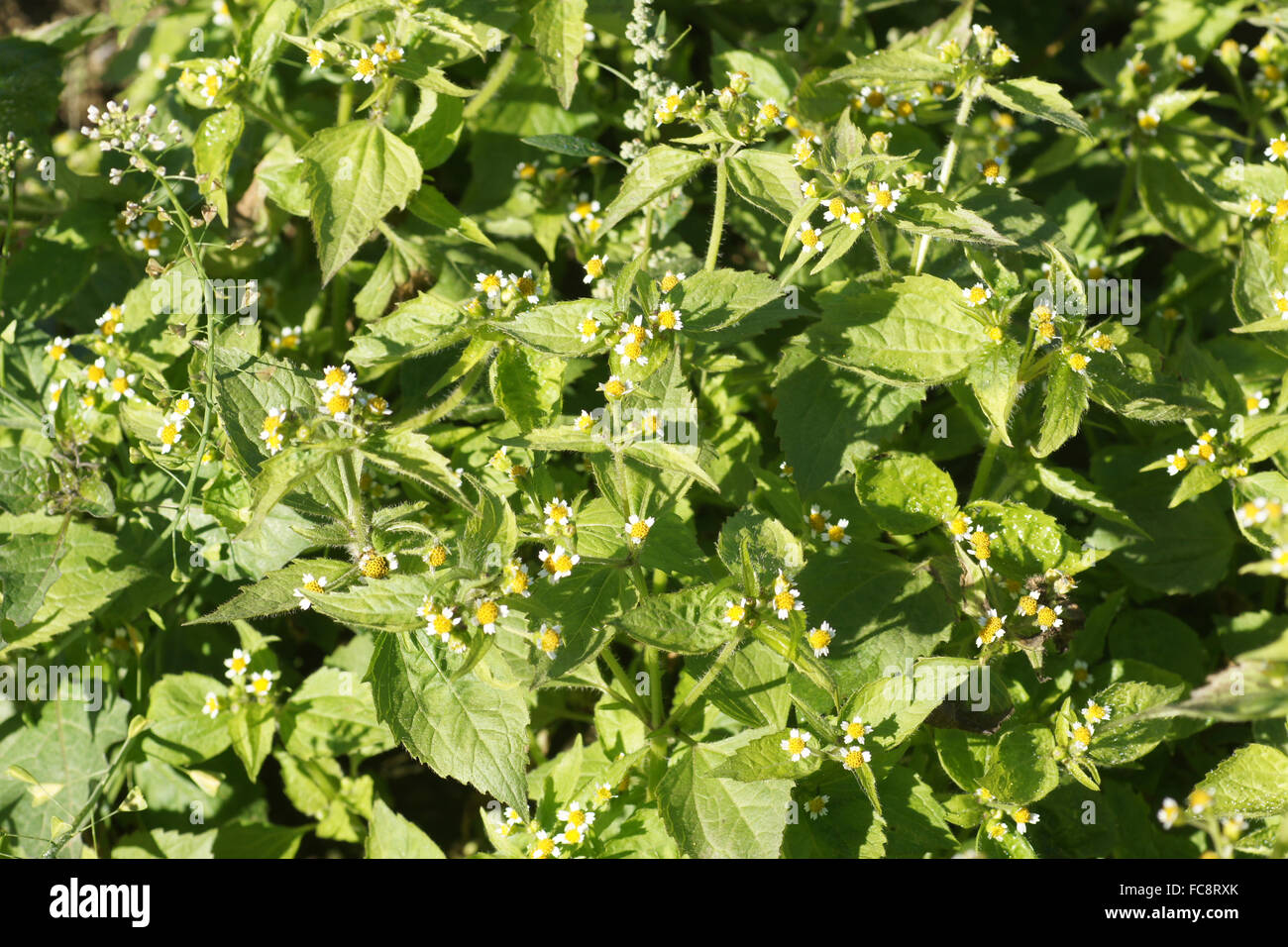 Indian soldier flower hi-res stock photography and images - Alamy