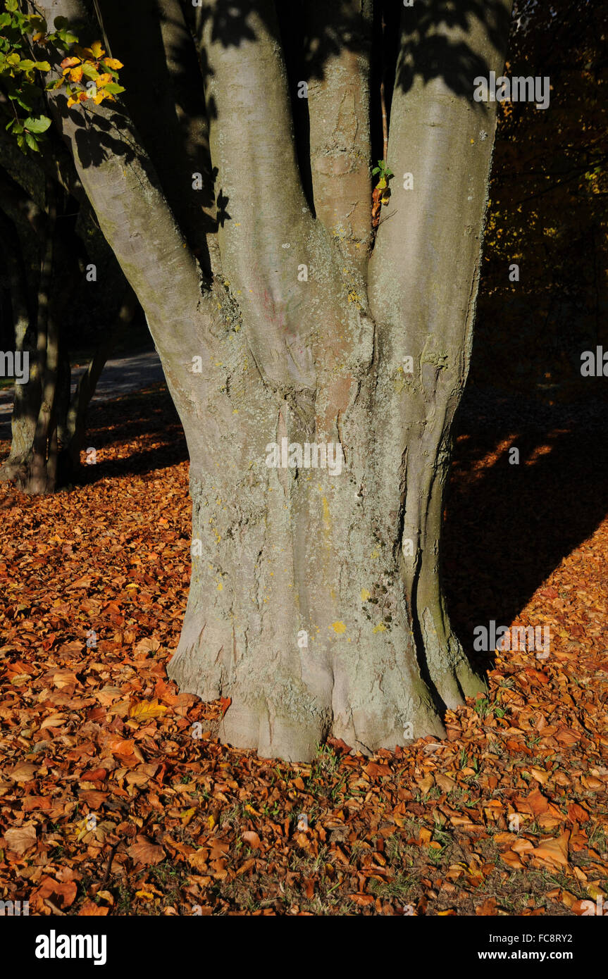 Beech tree bud bark hi-res stock photography and images - Alamy