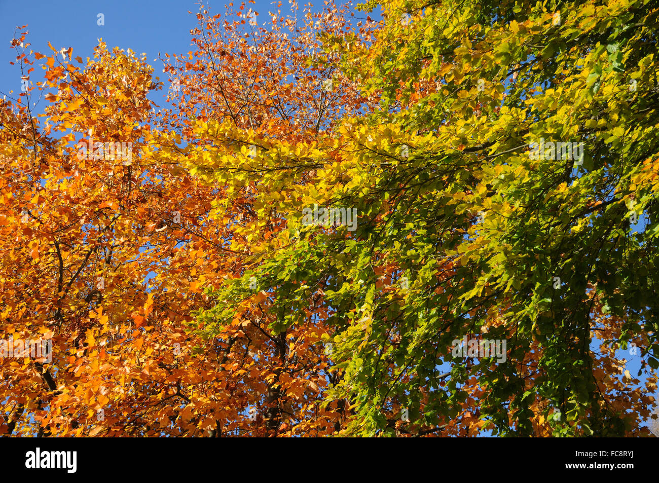 Beech tree bud bark hi-res stock photography and images - Alamy