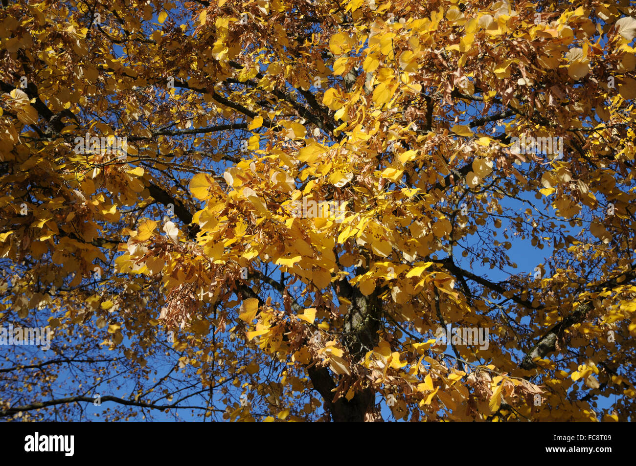 Silver colo hi-res stock photography and images - Alamy