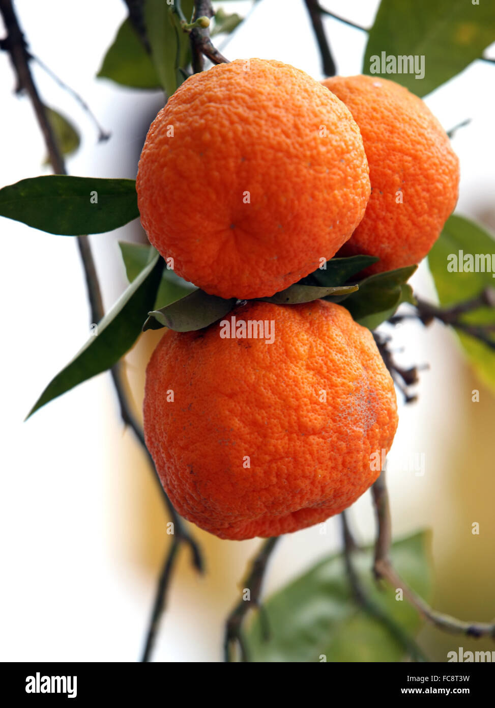 Branch of orange tree Stock Photo - Alamy