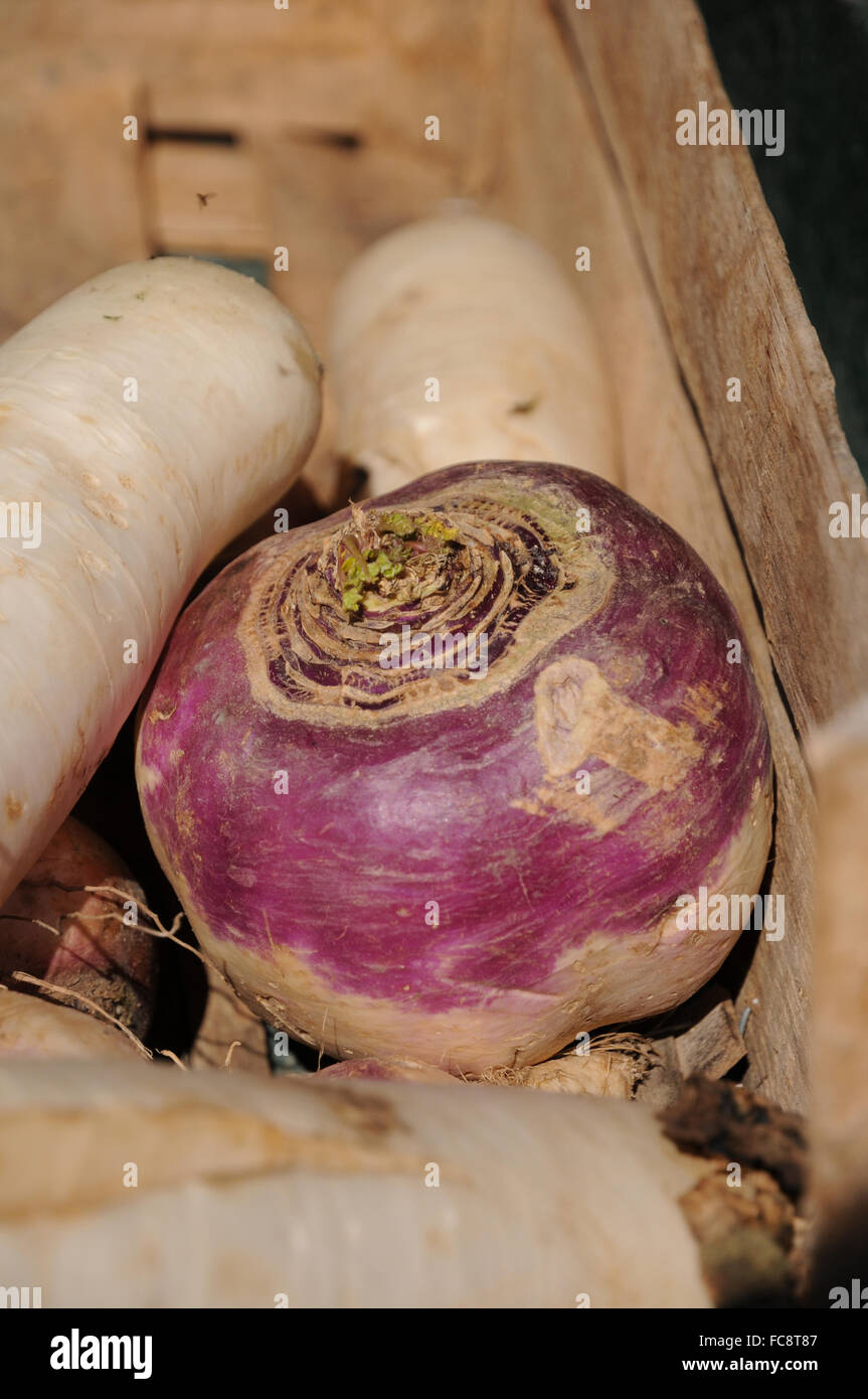 Indian turnip hi-res stock photography and images - Alamy