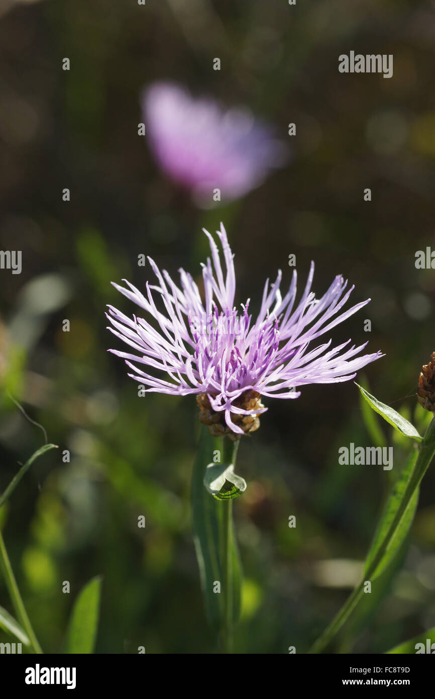 Brownray knapweeds hi-res stock photography and images - Alamy