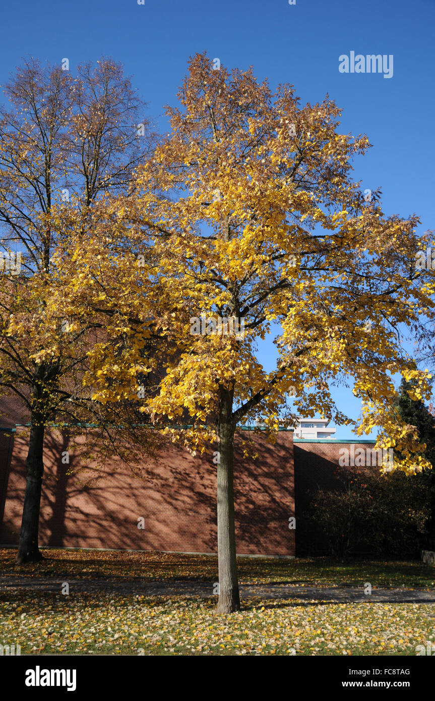 Silver linden tilia tomentosa flowers hi-res stock photography and ...