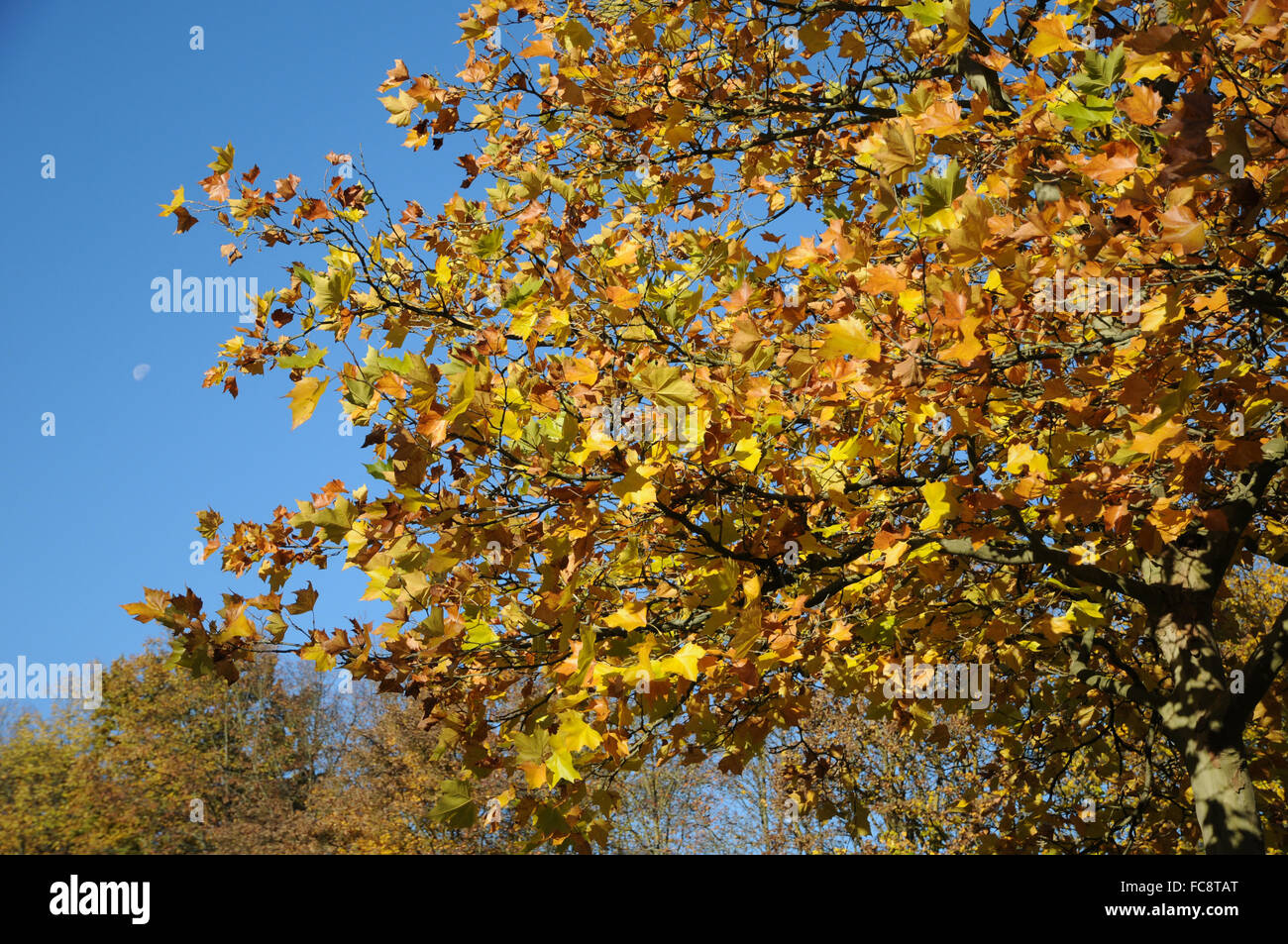 Indian plane tree hi-res stock photography and images - Alamy
