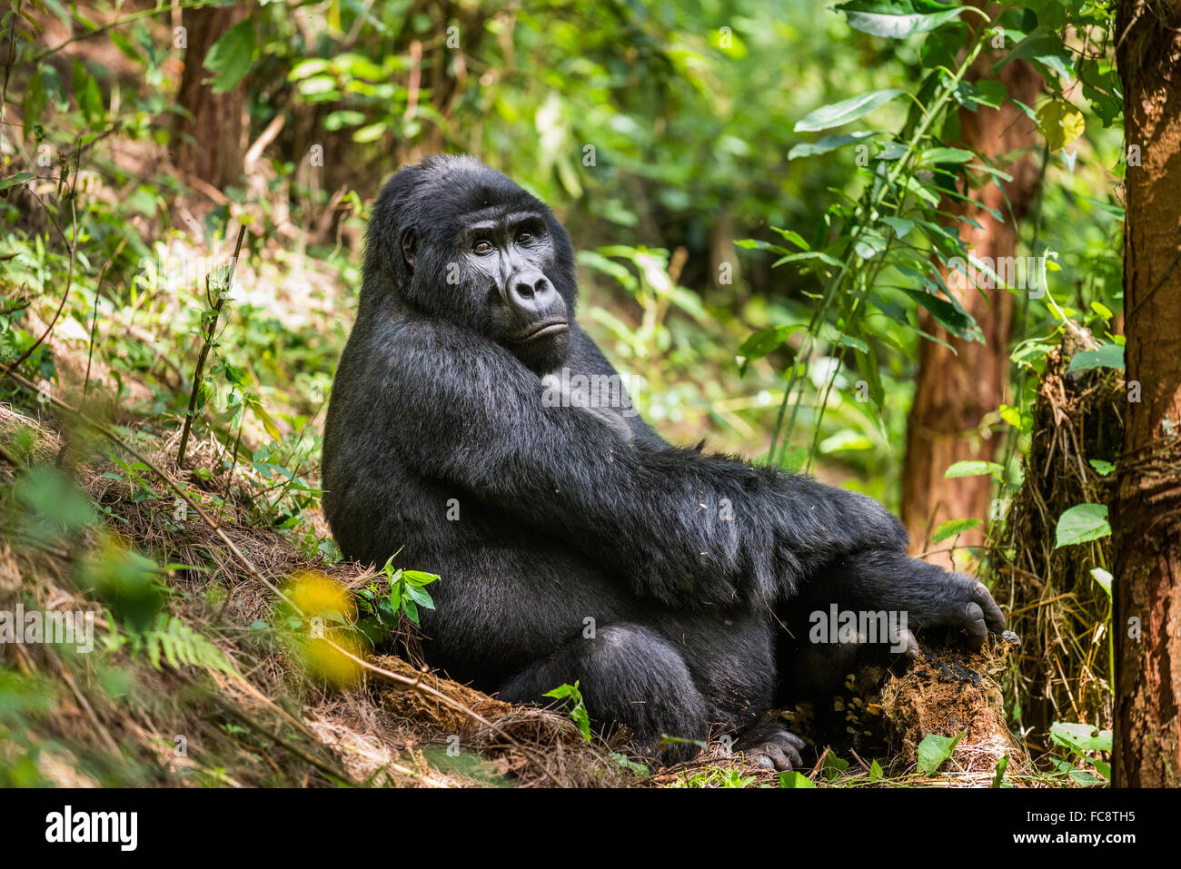 Congo and rwanda landscapes hi-res stock photography and images - Alamy