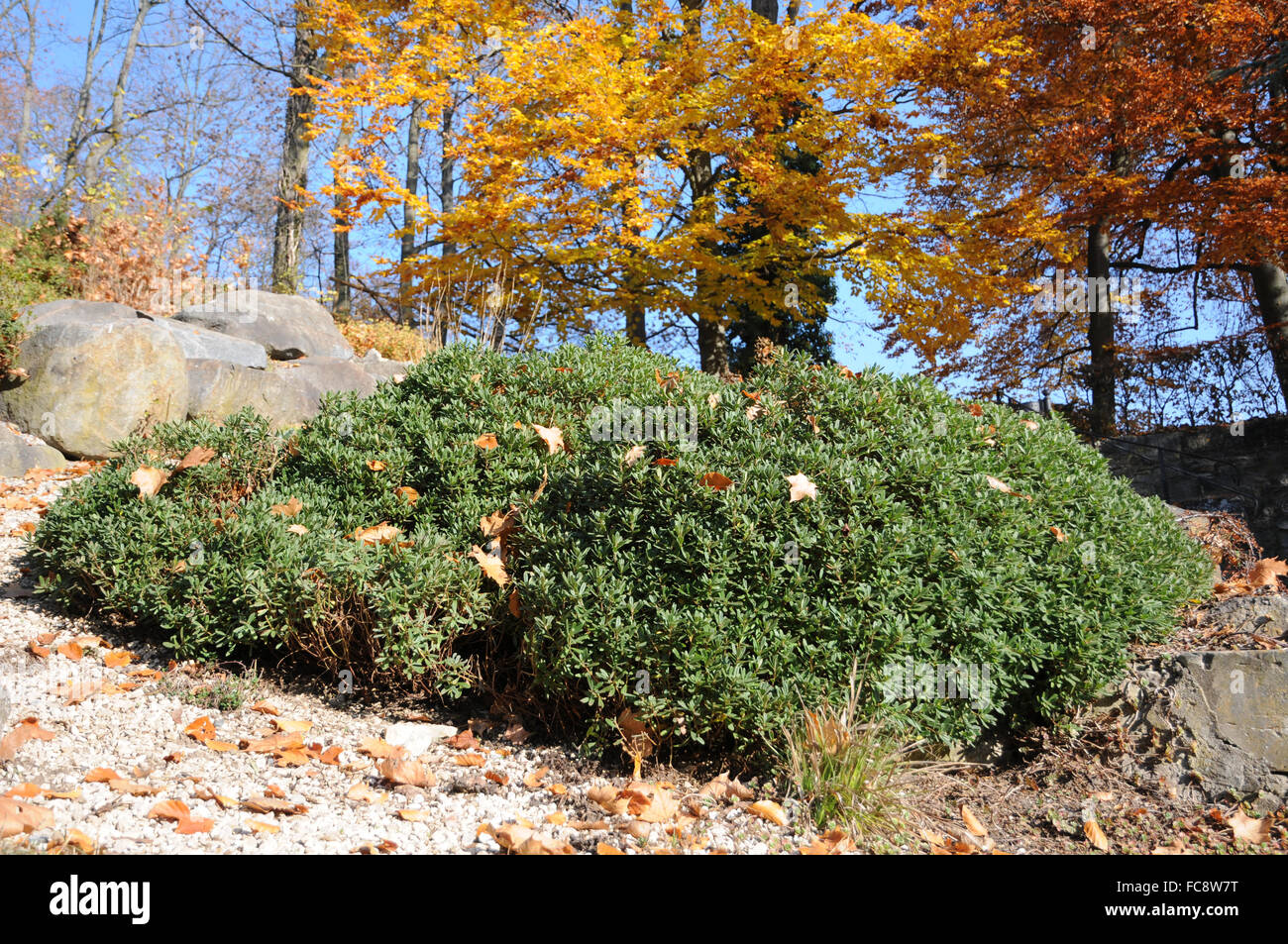 Daphne sericea daphne sericea hi-res stock photography and images - Alamy