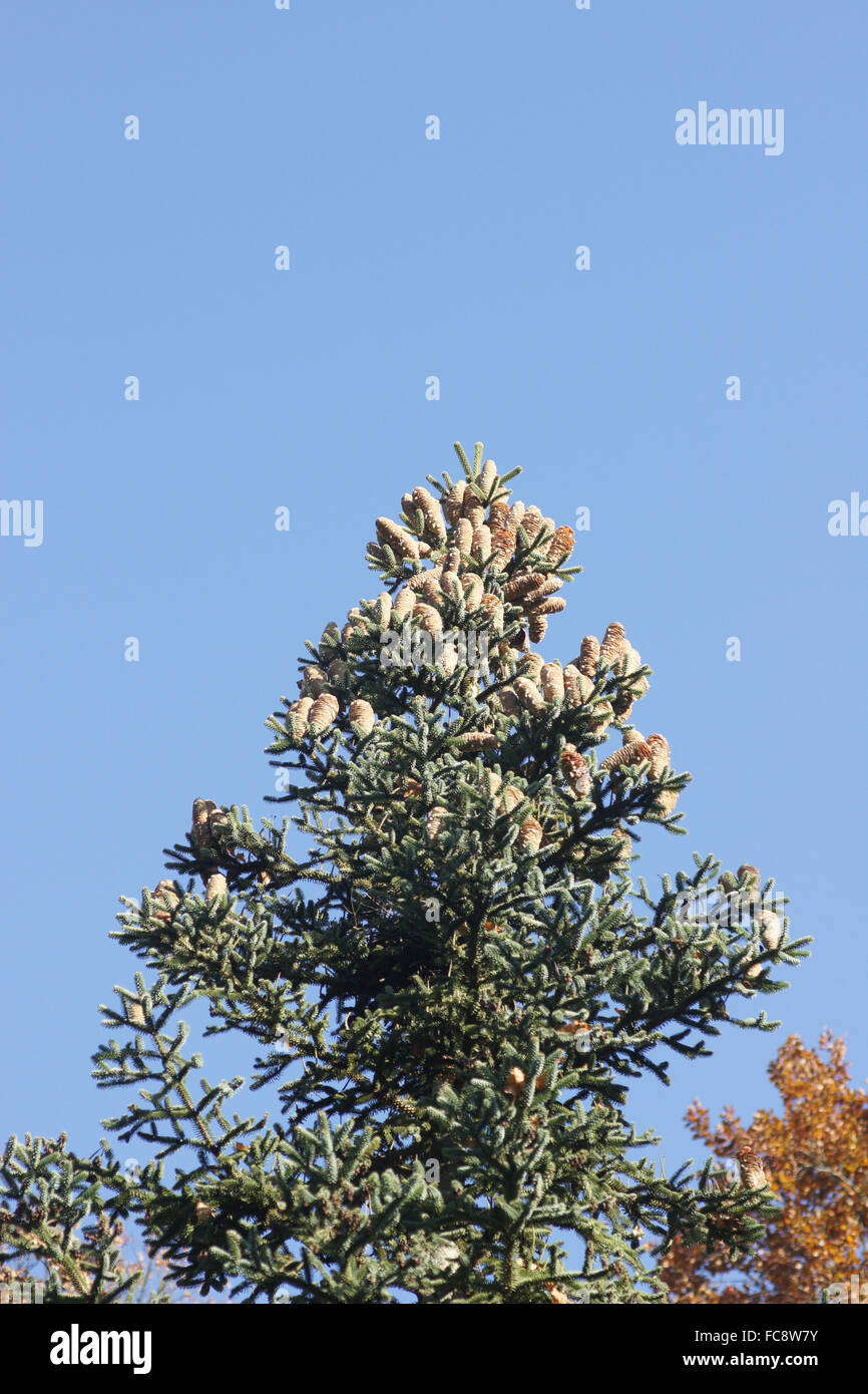 Indian fir tree hi-res stock photography and images - Alamy