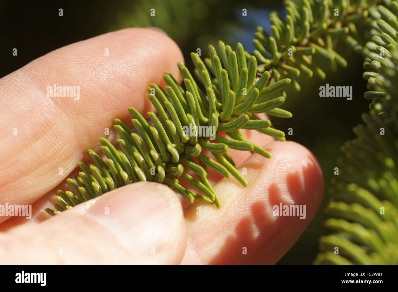 Indian Fir Tree High Resolution Stock Photography and Images - Alamy