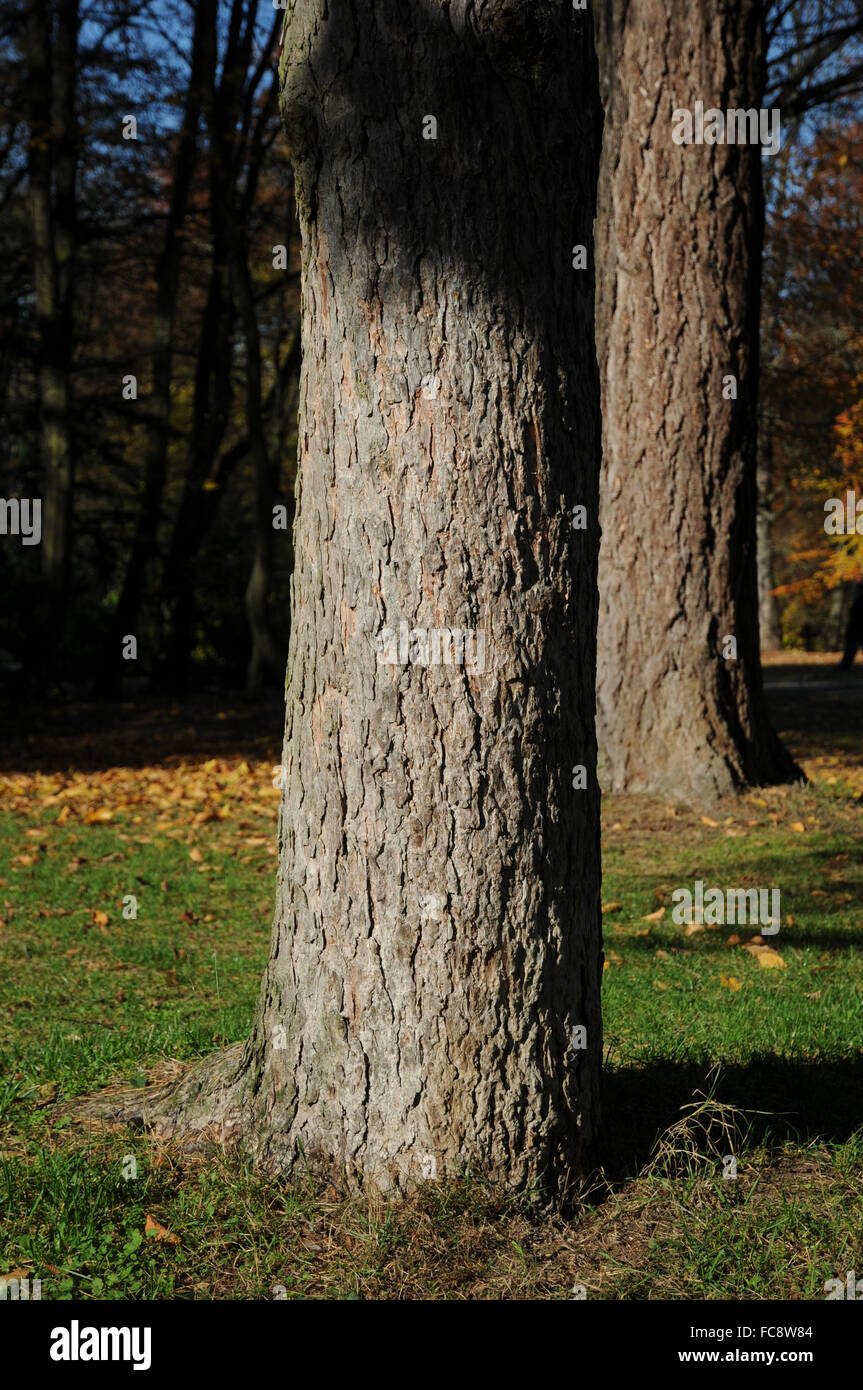 Japanese larch hi-res stock photography and images - Alamy