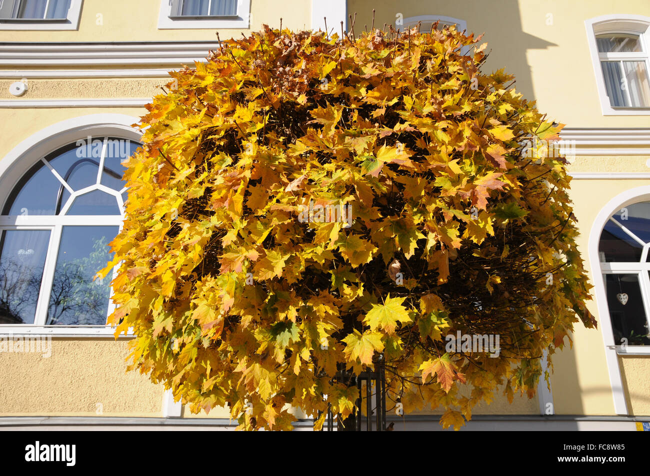 Globe norway maple Stock Photo - Alamy