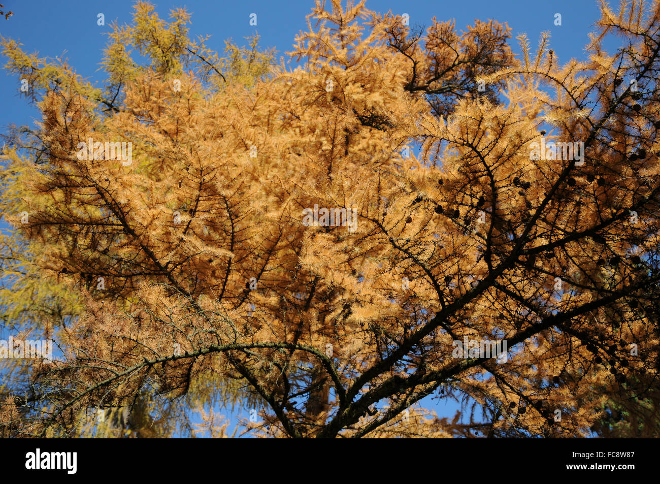 Japanese larch trees hi-res stock photography and images - Alamy