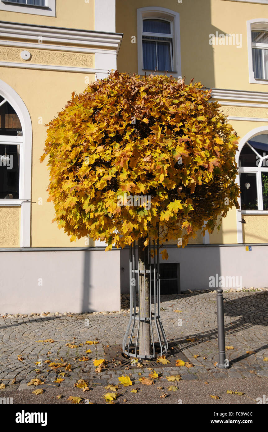 Globe norway maple Stock Photo - Alamy