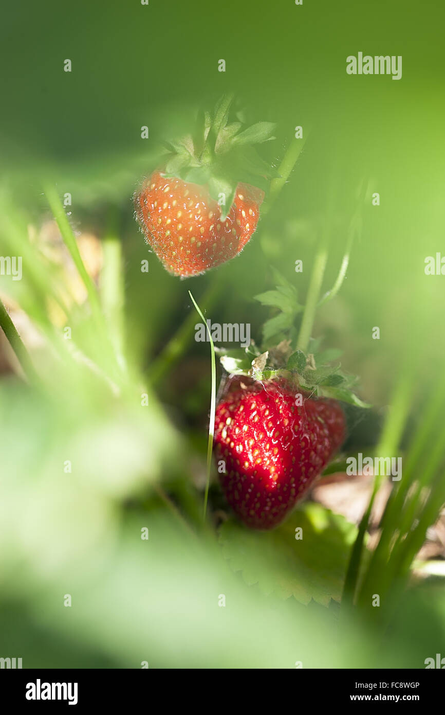 Fruit garden in spring hi-res stock photography and images - Alamy