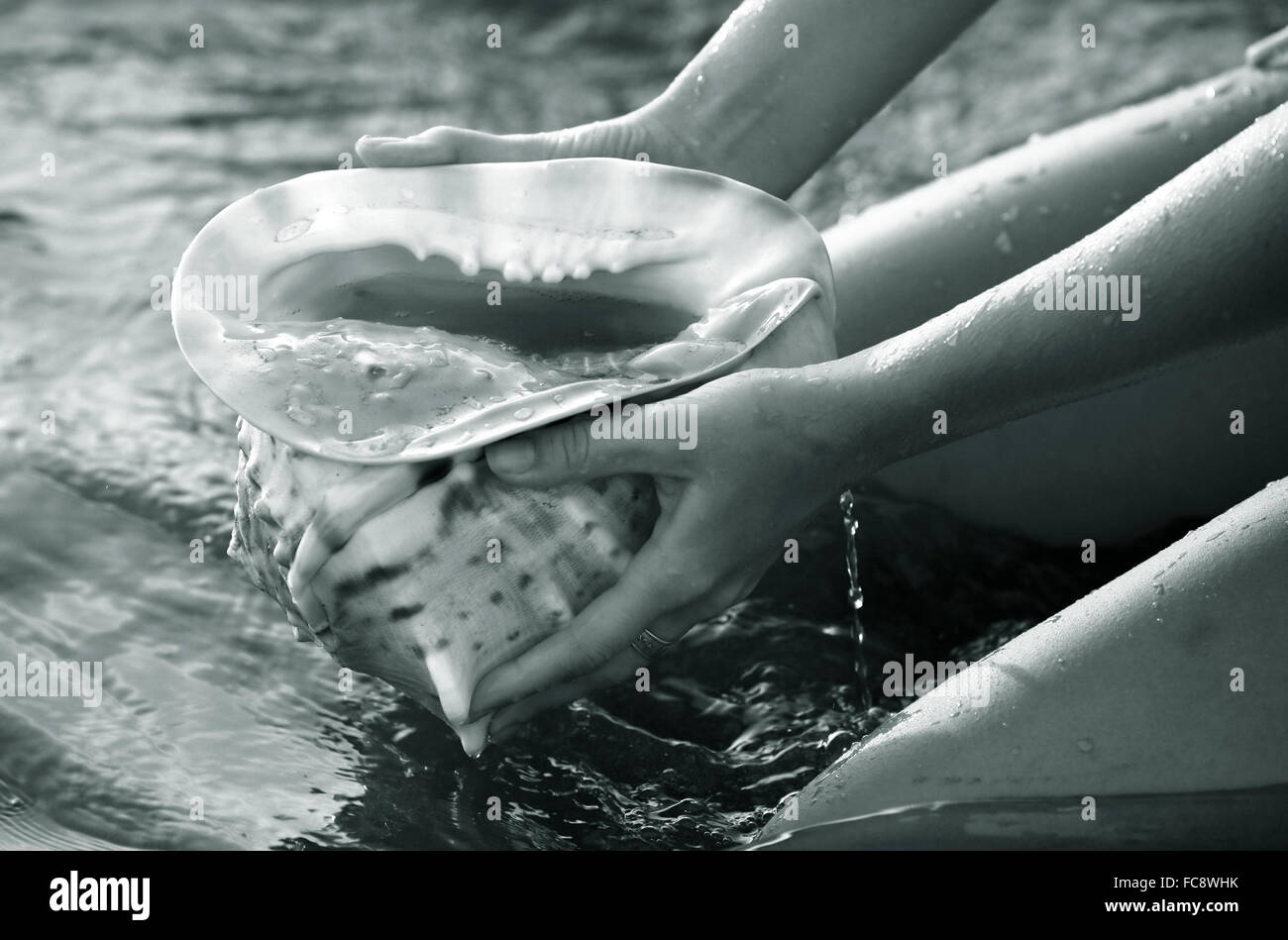 Conch head hi-res stock photography and images - Alamy