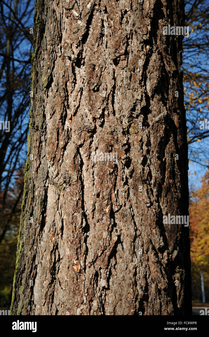Tree wood bark conifer larch hi-res stock photography and images - Alamy Tree wood bark conifer larch hi-res stock photography and images - Alamy