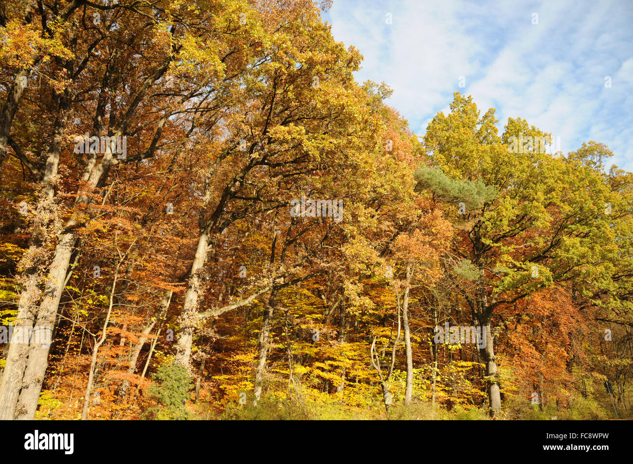 German bu hi-res stock photography and images - Alamy