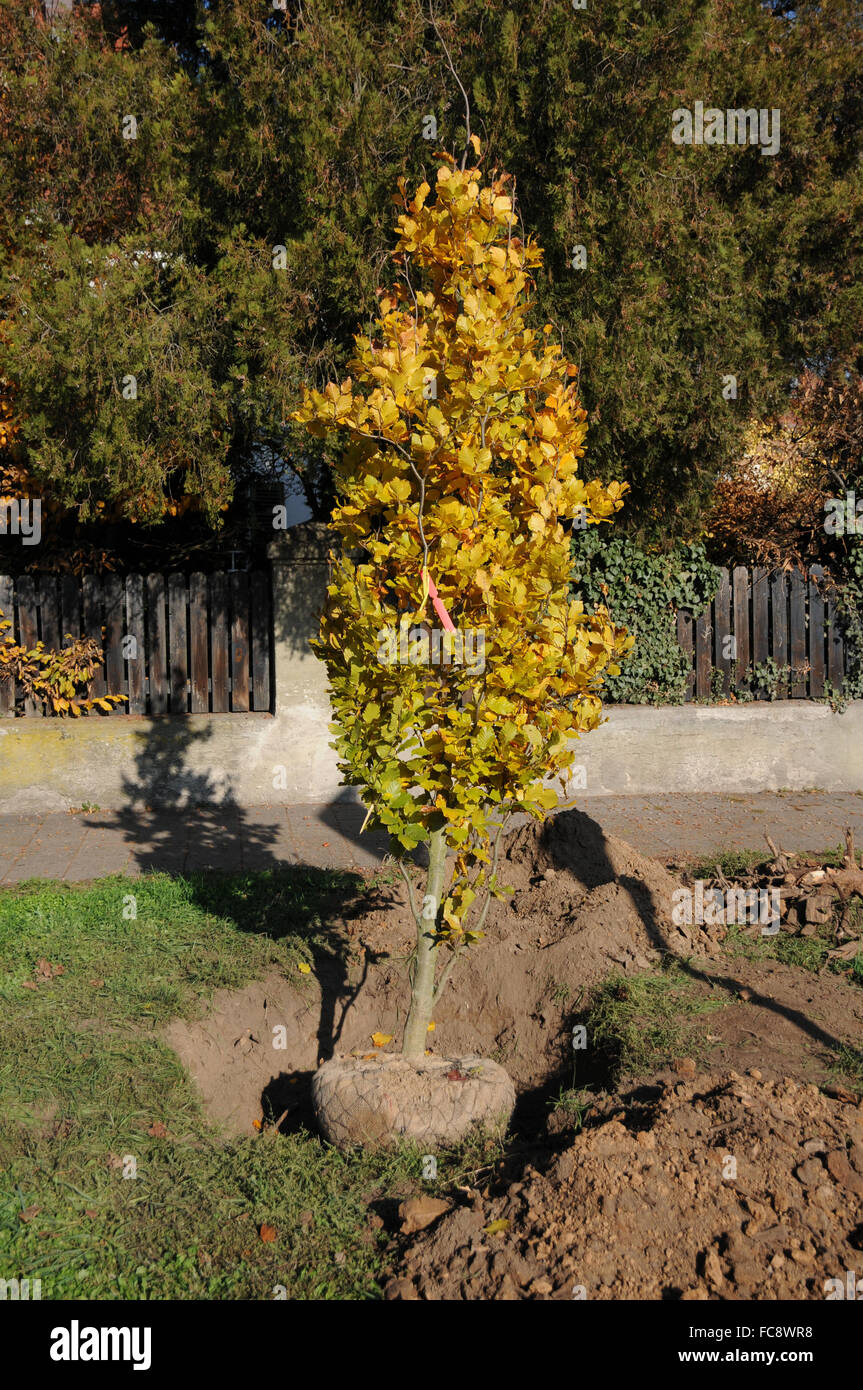 Fagus sylvatica dawyck hi-res stock photography and images - Alamy