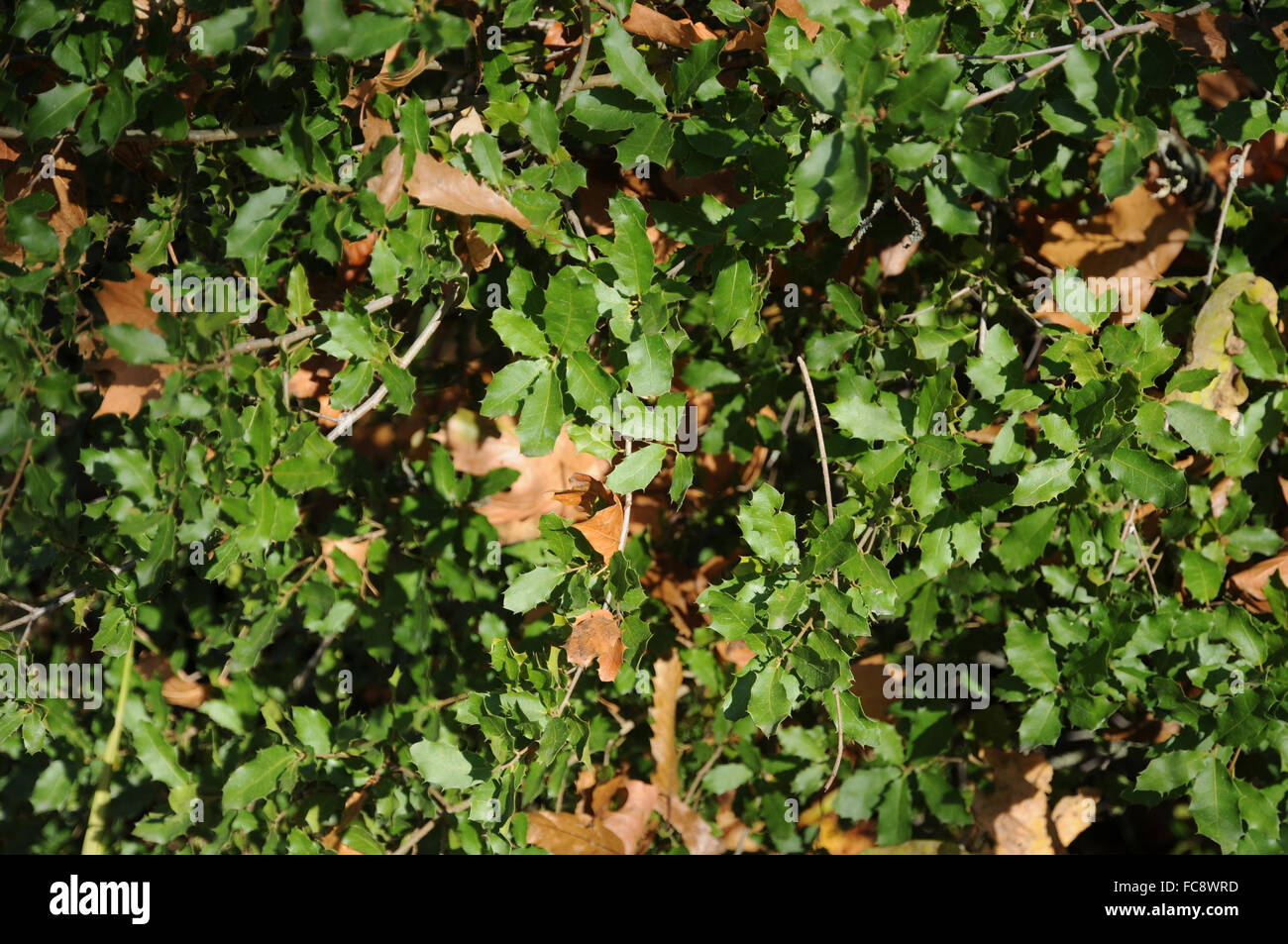 Dwarf oak tree hi-res stock photography and images - Alamy