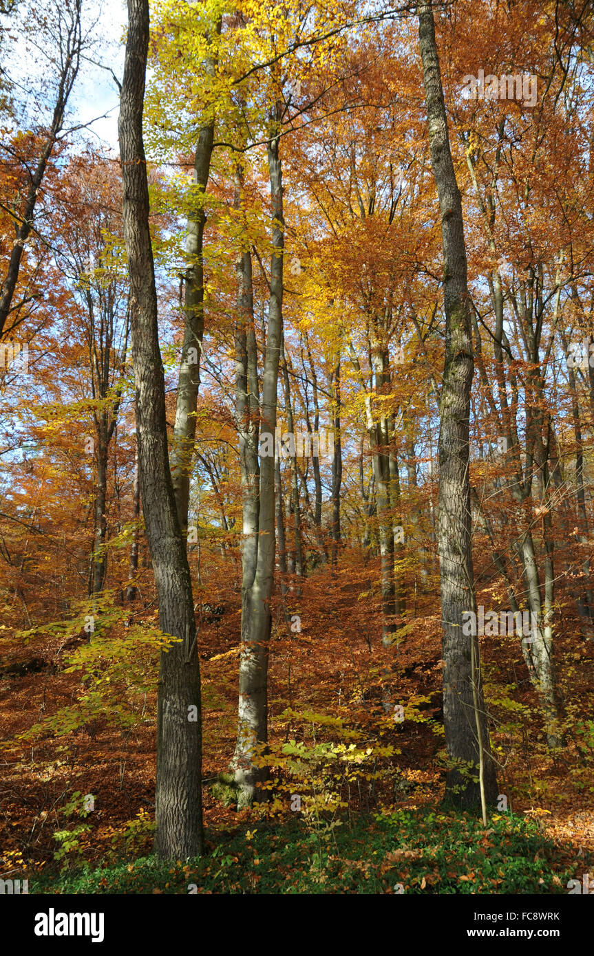 Beech and german oak in mixed forest Stock Photo - Alamy