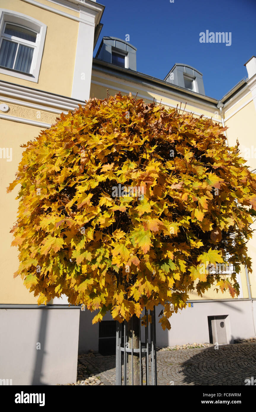 Acer platanoides globosum hi-res stock photography and images - Alamy