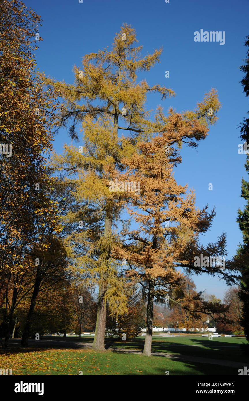 Japanese Larch High Resolution Stock Photography and Images - Alamy