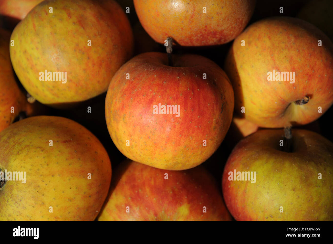 Apple sort boskoop hi-res stock photography and images - Alamy