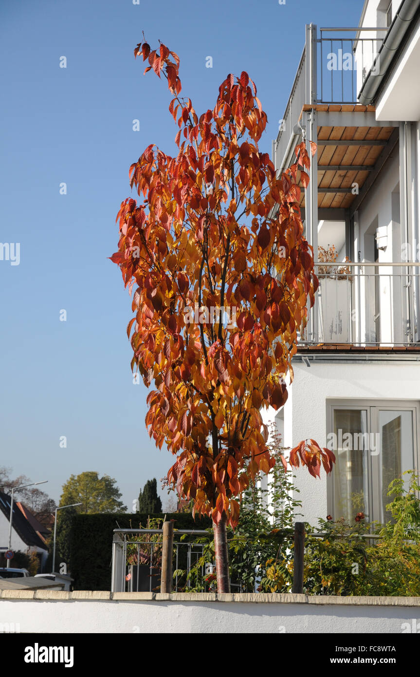 Flowering Cherry Tree Prunus Amanogawa High Resolution Stock ...