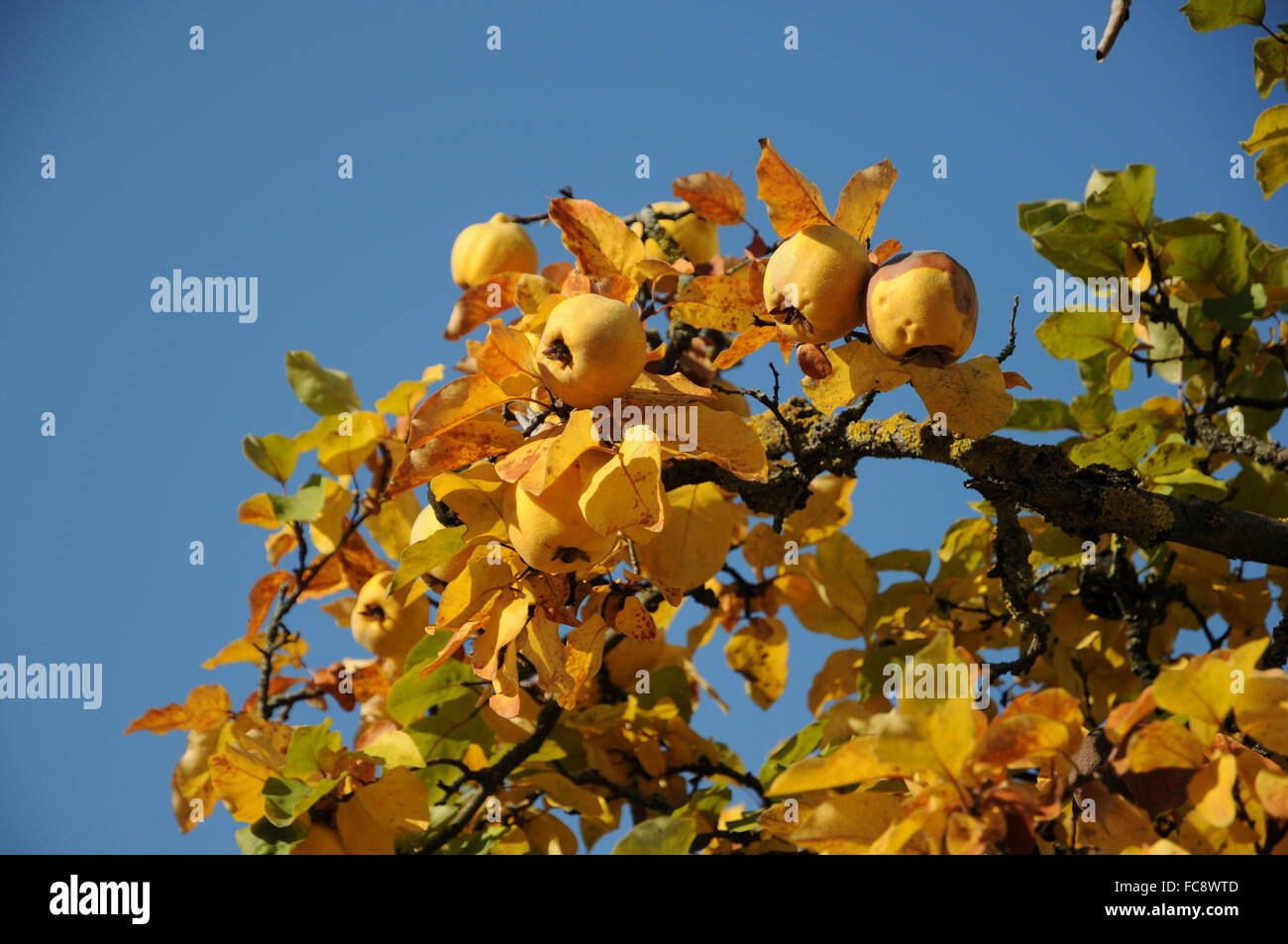 Autumn leaves quince tree hi-res stock photography and images - Alamy