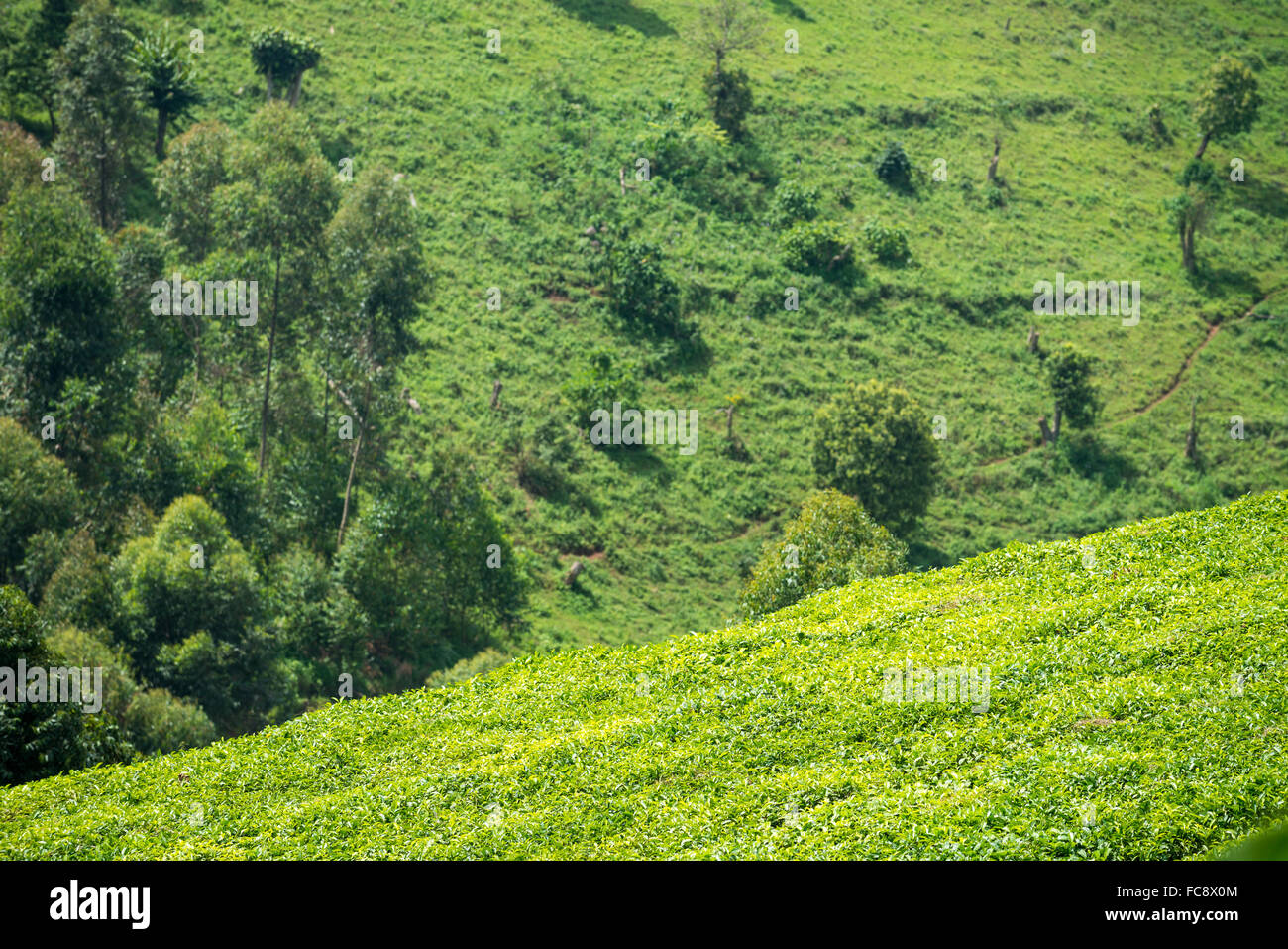 Tea plantation, western Uganda, Africa Stock Photo - Alamy