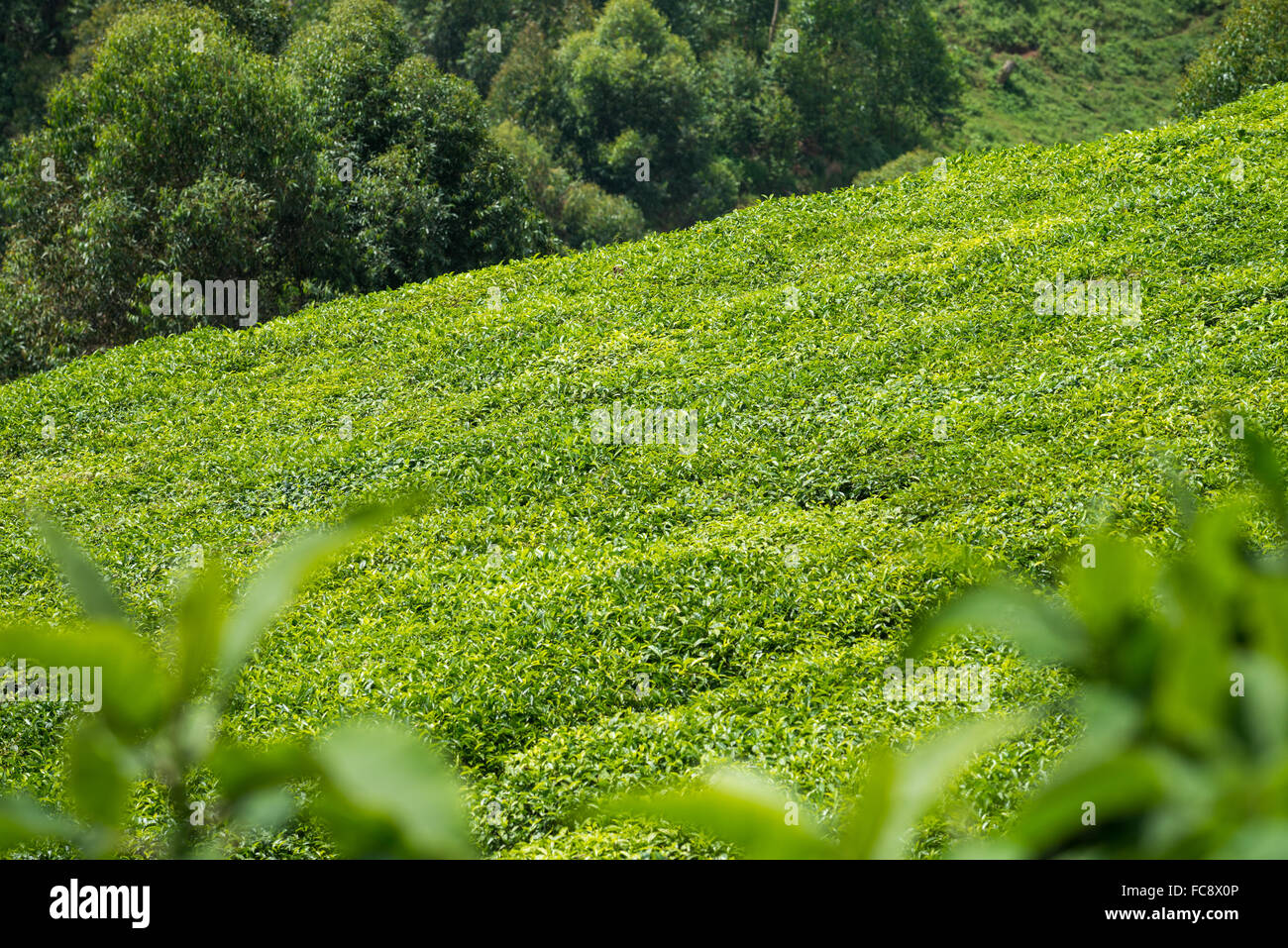 Tea plantation, western Uganda, Africa Stock Photo - Alamy