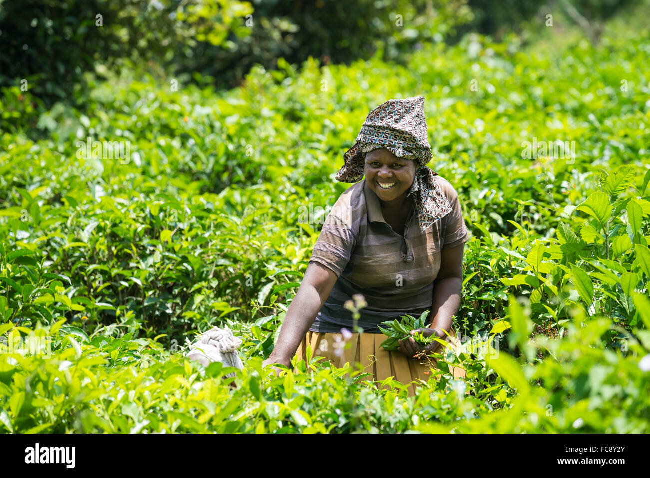 A worker picks tea in Ishaka, Uganda, Africa Stock Photo - Alamy