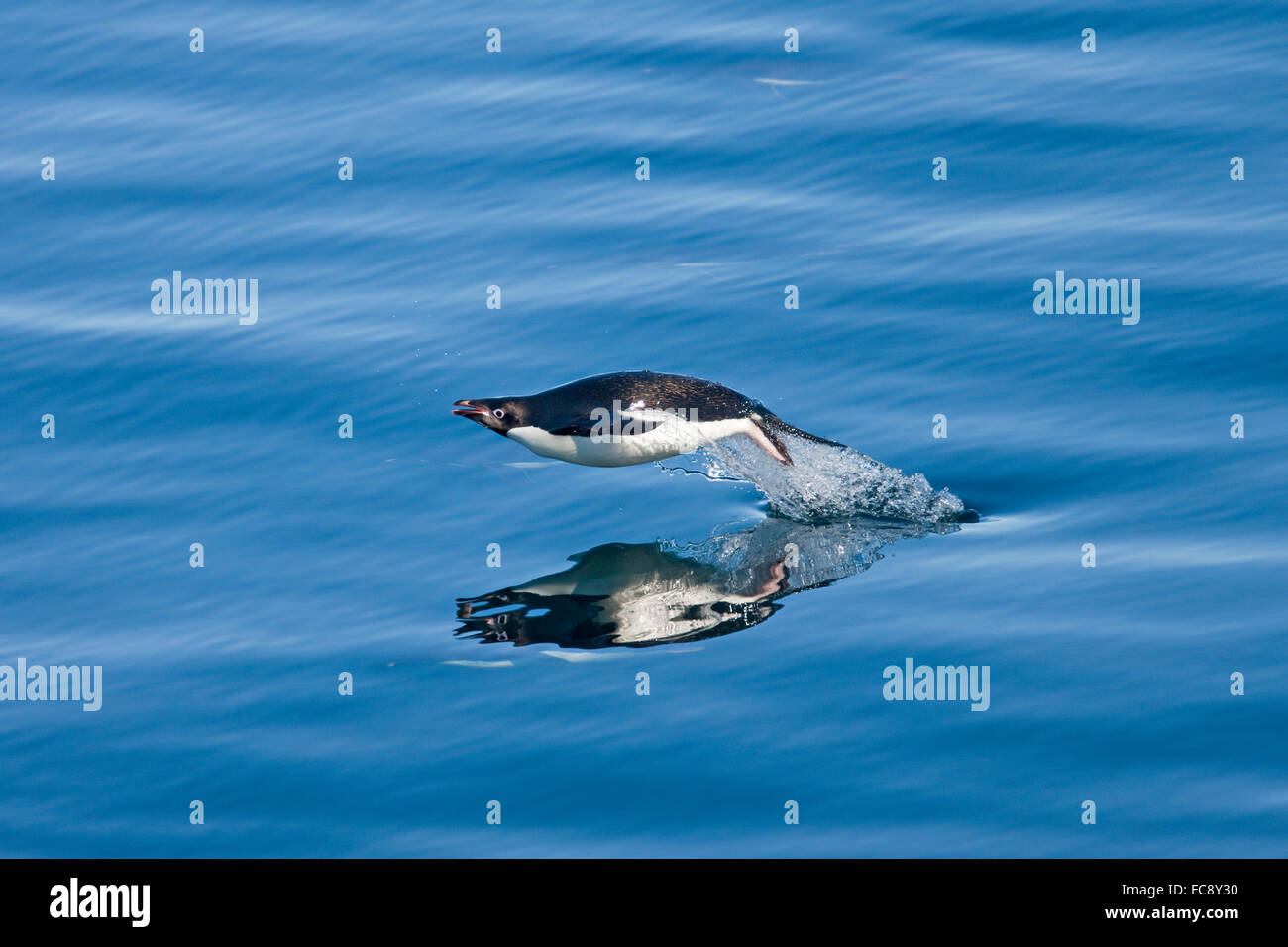 Pygoscelis adeliae swimming hi-res stock photography and images - Alamy