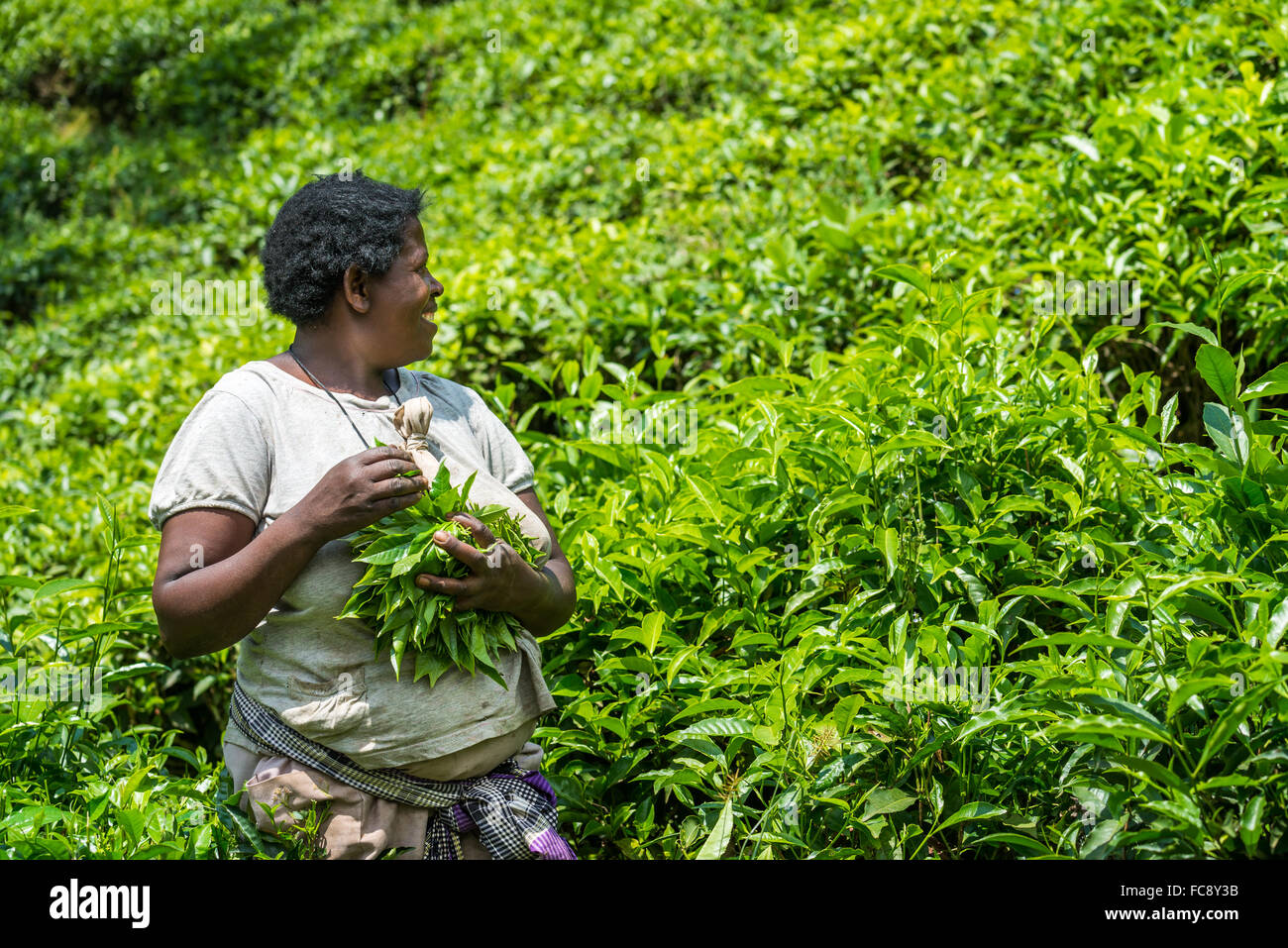 A worker picks tea in Ishaka, Uganda, Africa Stock Photo - Alamy