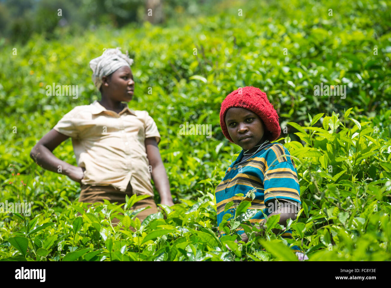 A worker picks tea in Ishaka, Uganda, Africa Stock Photo - Alamy