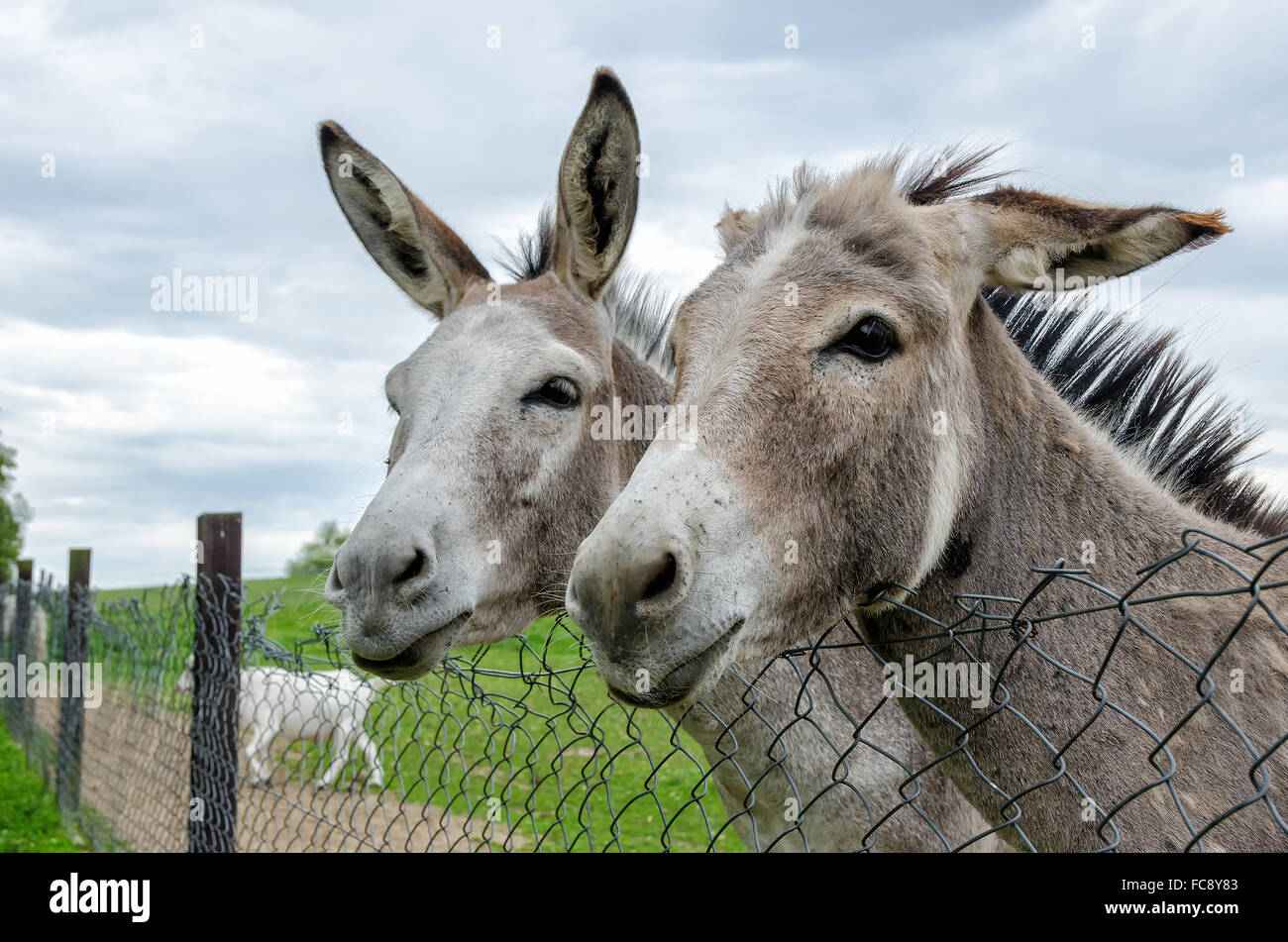 Donkeys High Resolution Stock Photography and Images - Alamy