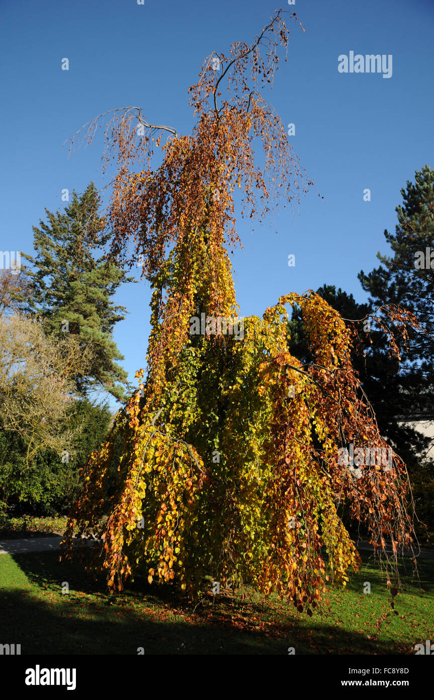 Weeping beeches hi-res stock photography and images - Alamy
