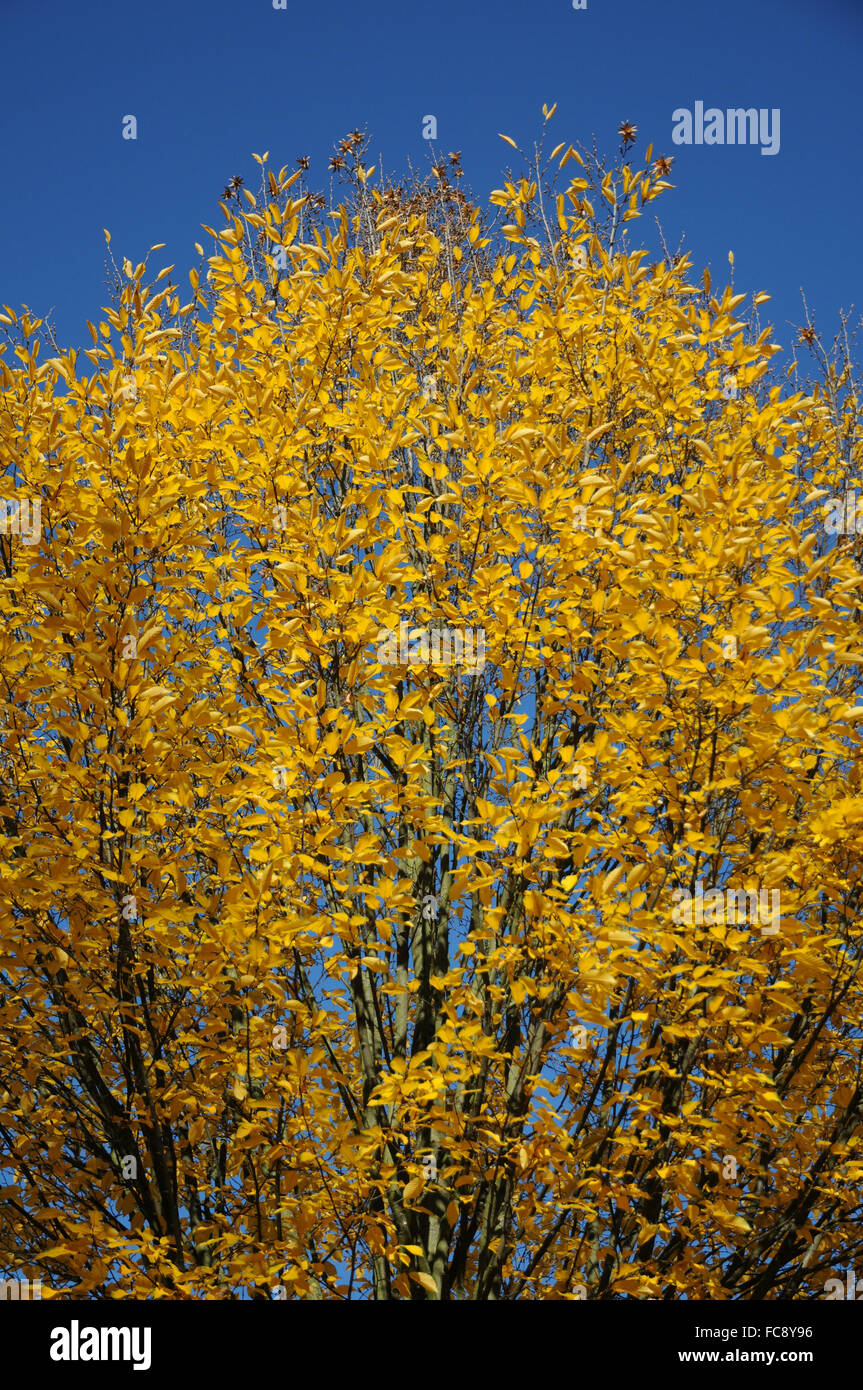 Carpinus betulus fastigiata hornbeam tree hi-res stock photography and ...