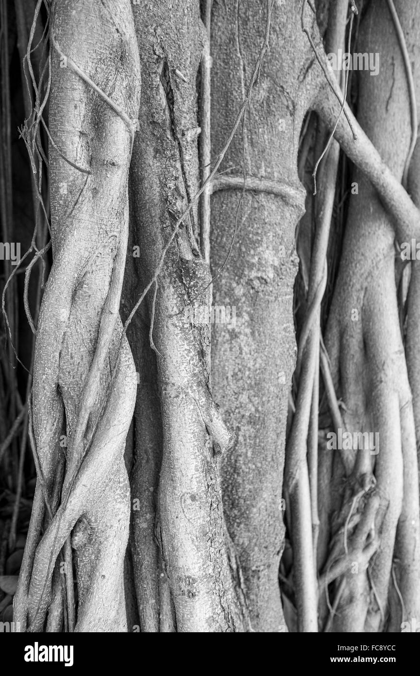 Brazilian strangler fig banyan tree roots in a close-up abstract ...