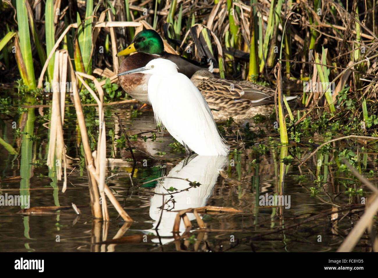 Little Egret (Egretta garzetta Stock Photo - Alamy