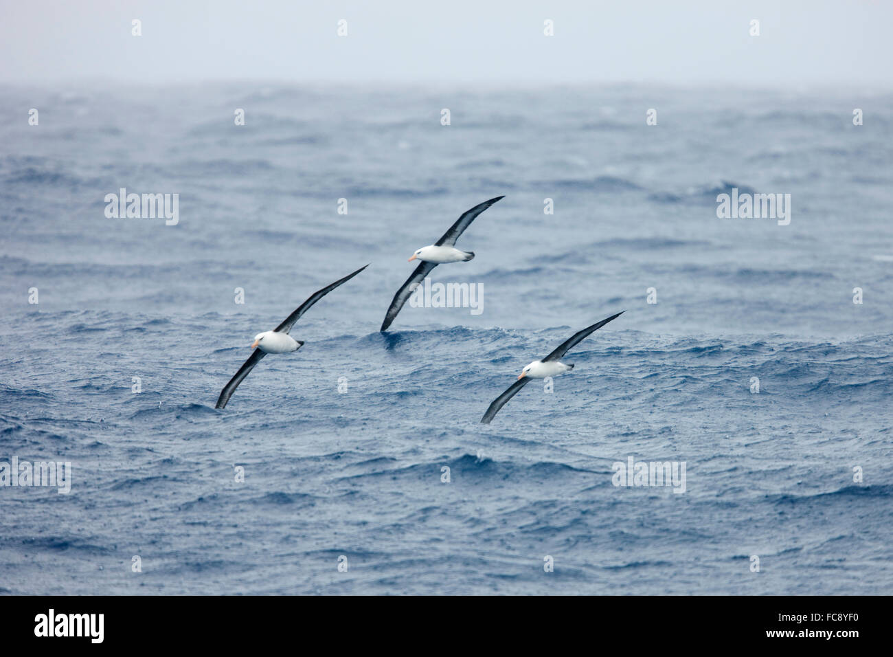 Campbell Albatross (Thalassarche impavida). Three adults in flight ...