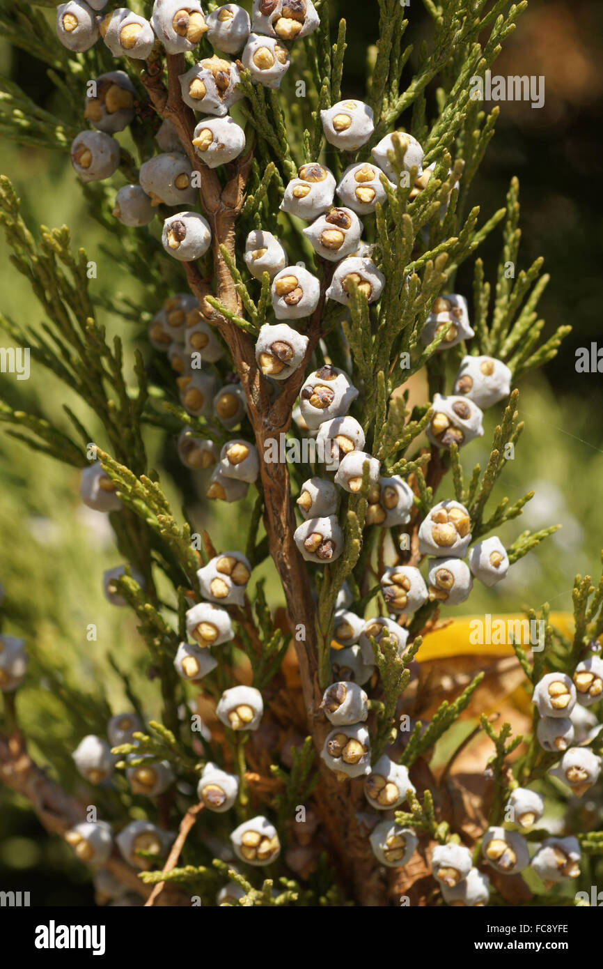 Red cedar cones hi-res stock photography and images - Alamy